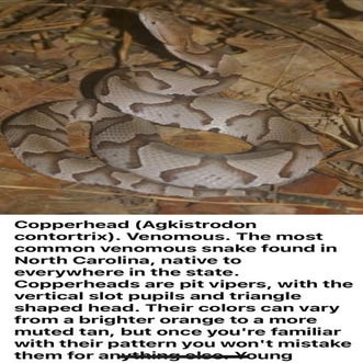 Copperhead | PDF