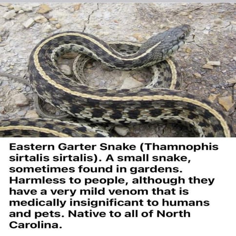 Eastern Garter Snake | PDF