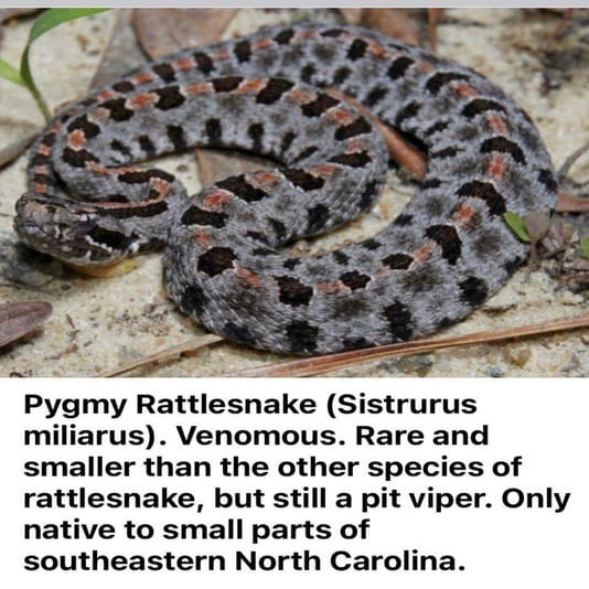 Pygmy Rattlesnake | PDF