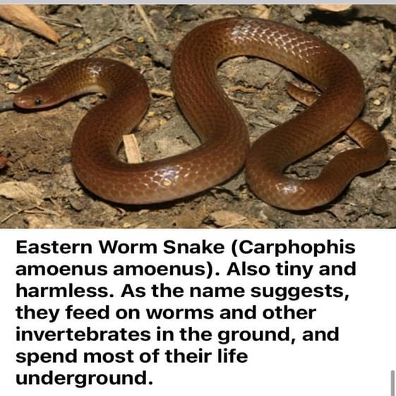 Eastern Worm Snake | PDF