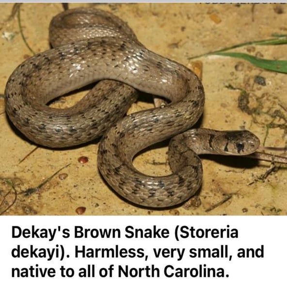 Dekays Brown Snake | PDF
