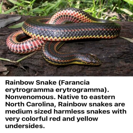 Rainbow Snake | PDF