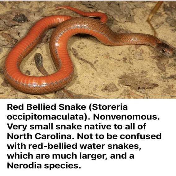 Red Bellied Snake | PDF