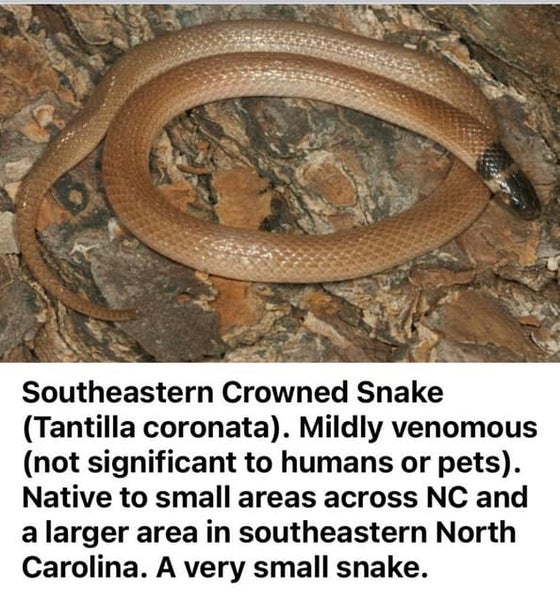 Rough Earth Snake | PDF