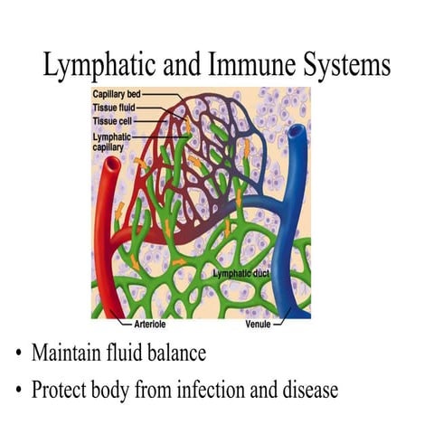 Immune&Lymph737737373773373737733734858585.ppt