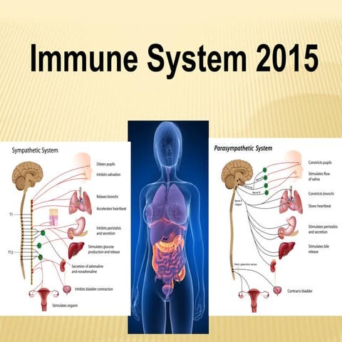 How the Immune System Works | PPT