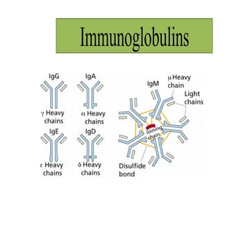 Structure of immunoglobulins | PPTX
