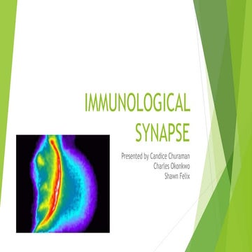 Immunological synapse | PPTX