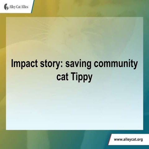 Tippy's story and lifesaving resources for cats | PPT