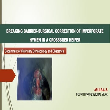 IMPERFORATE HYMEN IN A CROSSBRED HEIFER. | PPTX