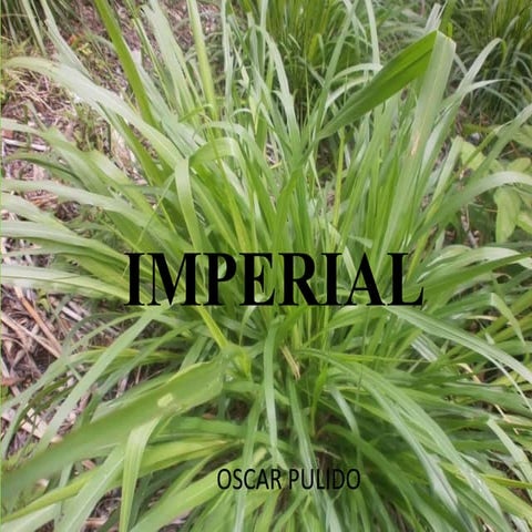 PASTO IMPERIAL | PPTX