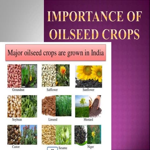Oilseeds Cultivation