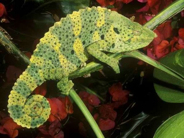 Importance of Animals in Human Life | PPTX