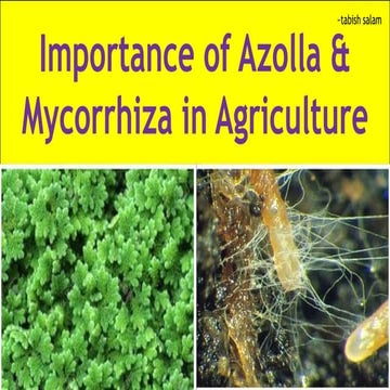 Importance of Azolla & Mycorrhiza in Agriculture | PPTX