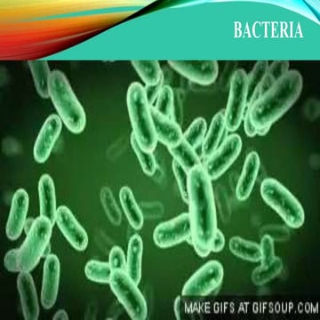 importance of bacteria 🦠.pptx