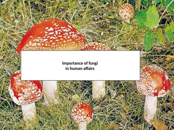 Fungal Genetics : Unlocking the Secrets of Fungal Genetics: From Model ...