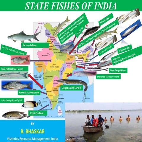 IMPORTANCE OF STATE FISHES OF INDIA BY B.pptx