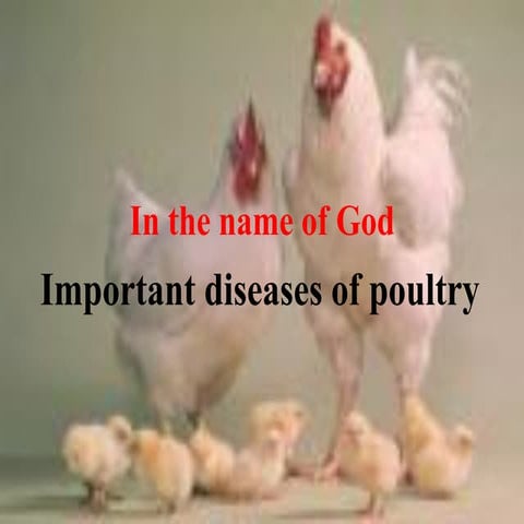 A Brief Guide to Poultry Diseases Management