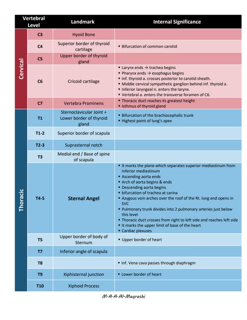 Vertebral levels | PDF | Thyroid Disorders | Endocrine and Metabolic ...