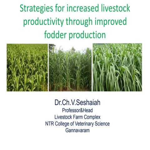 IMPROVED FODDER PRODUCTIONhuptxhshhshsjsj | PPTX