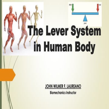Levers in human body | PPTX