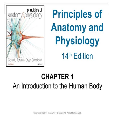 the anatomy and physiology of human movement | PDF