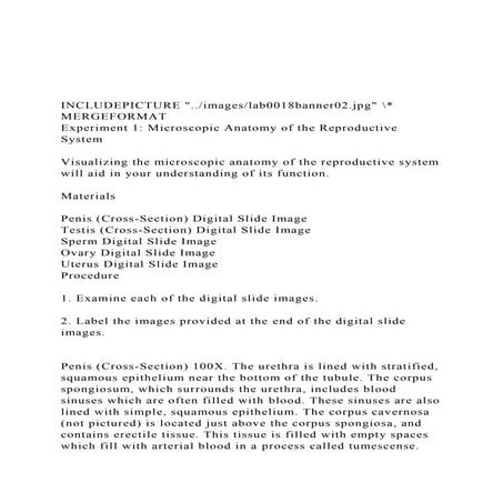 INCLUDEPICTURE ..imageslab0018banner02.jpg MERGEFORMA.docx