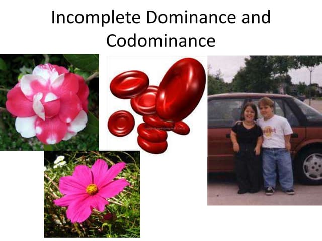 INCOMPLETE DOMINANCE VS CO-DOMINANCE | PPTX