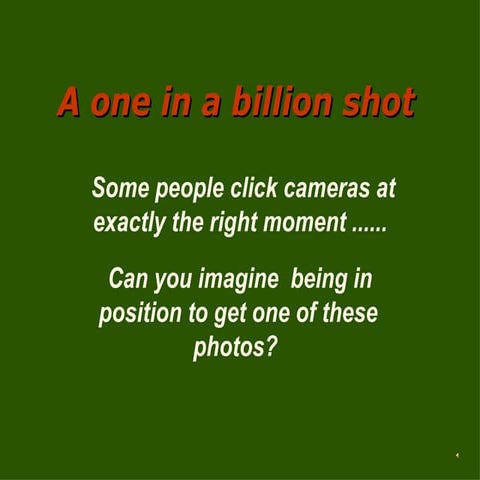 Incredible Animals | PPT