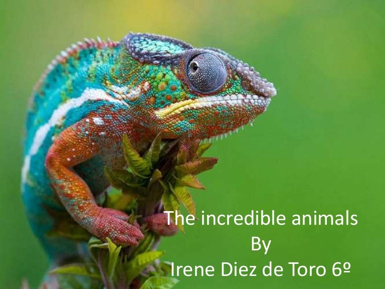 Incredible animals