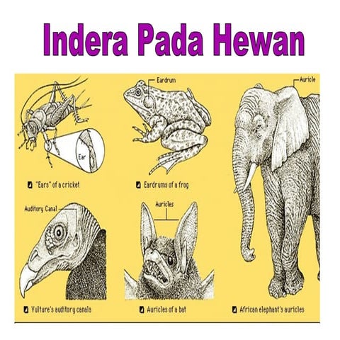 Sistem indra pada hewan