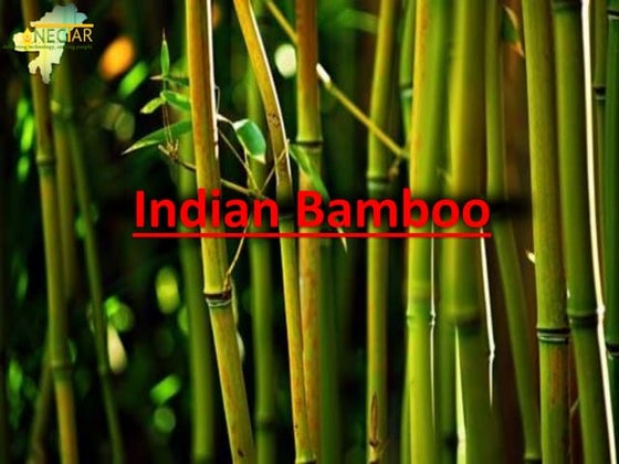 Indian bamboo - www.nectar.org.in
