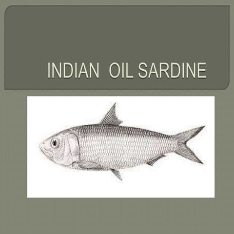 Indian oil sardine | PPTX