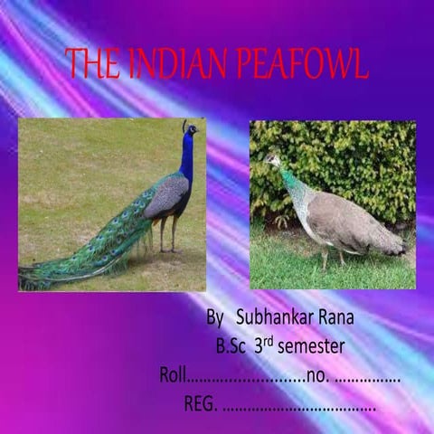 INDIAN PEACOCK | PPTX