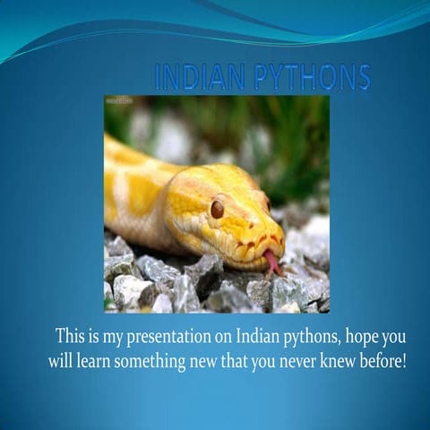 Indian pythons work 2 | PPT