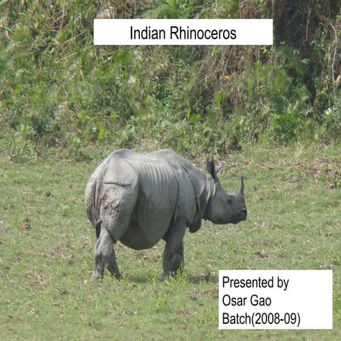Indian_Rhinoceros_Final_Presentation-1.pptx