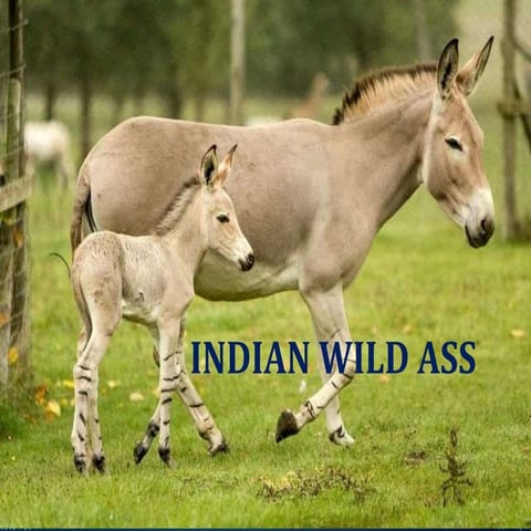 Indian wild ass | PPTX