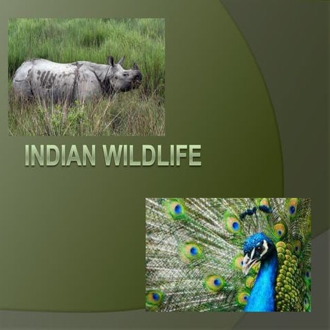 Wildlife presentation | PDF