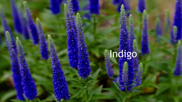 1668526681006_indigo project file eng class 12.pptx