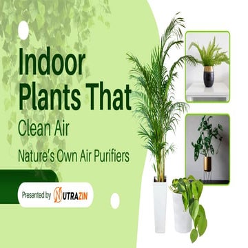 Indoor Plants That Clean Air – Nature’s Own Air Purifiers for a ...
