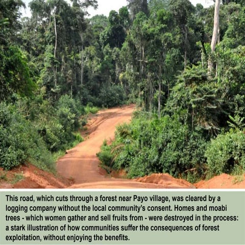 Story of the impact of logging on a community in Payo, Cameroon | PPTX