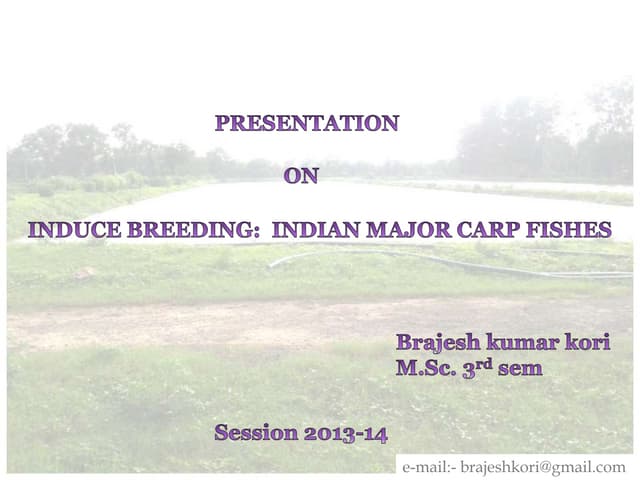 Introduction to Labeo rohita | PPTX