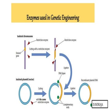 ENZYMES USED IN GENETIC ENGINEERING | PPTX