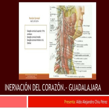 Inervación del corazón | PPTX