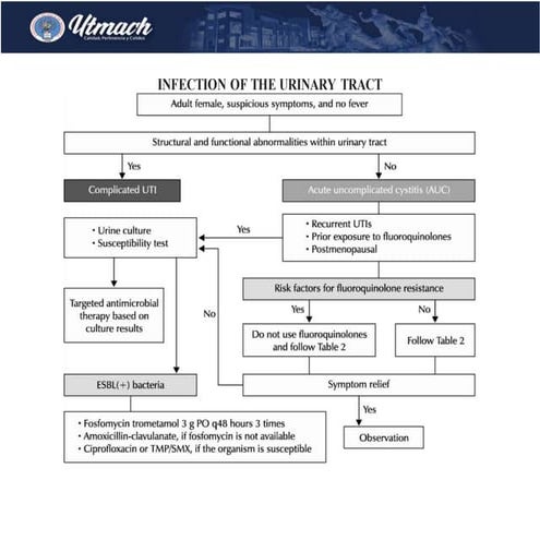 Infection of the urinary tract algorithm | PPT