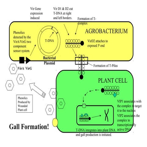 Infection process of agrobacterium | PPS