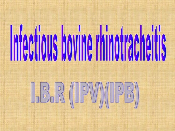 Infectious Bovine Rhino Tracheitis | PPT
