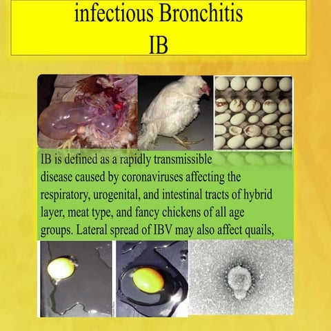 infectious Bronchitis.pdf
