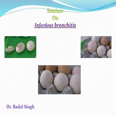 Infectious Bronchitis in Chickens: Signs, Diagnosis, Control | PPT