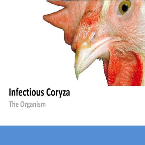 Infectious_coryza_the_organism | PPTX